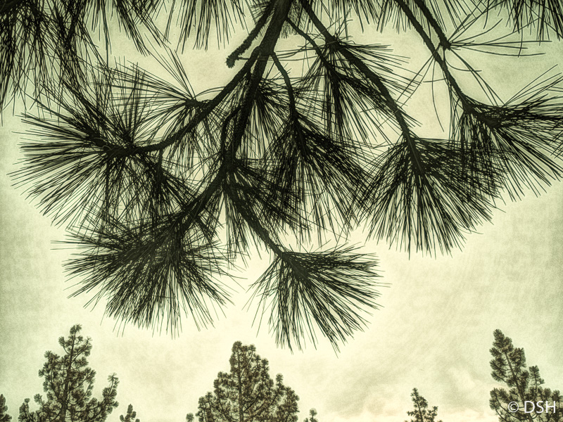 Tahoe Donner | Deborah's Travel Blog